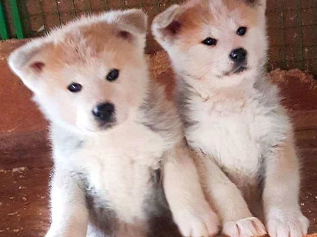 Akita Inu