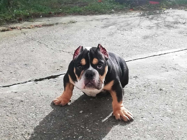 AMERICAN BULLY atraktivna stenad