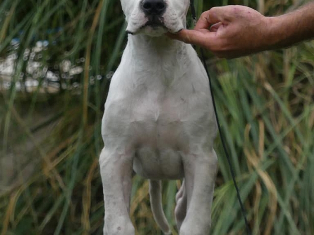 Dogo argentino i bulterijer stenci na prodaju