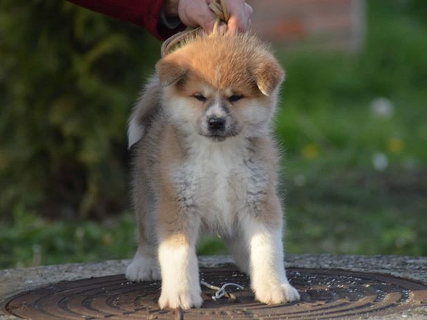 Akita inu prelepi stenci