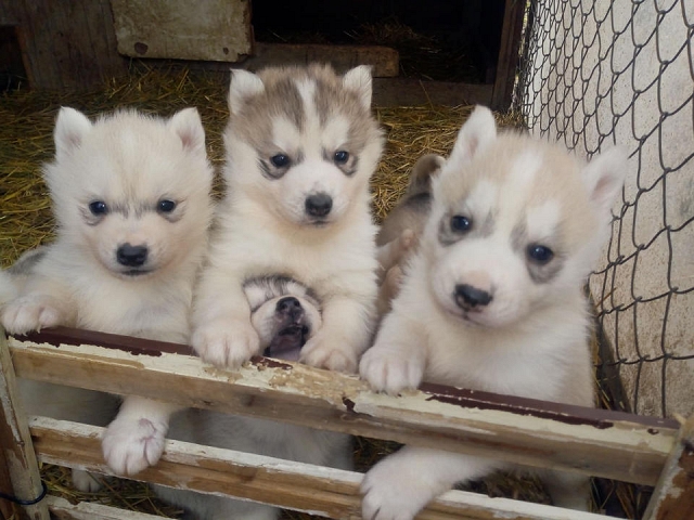 Stenci SIBIRSKOG HASKIJA izvanrednog porekla