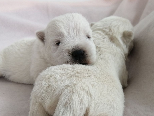 Westi i škotski terijer štenci na prodaju