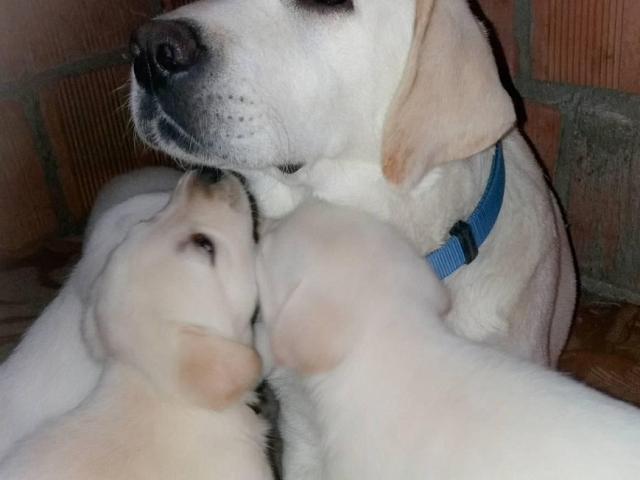 Labrador RETRIVER stenci zute i crne boj
