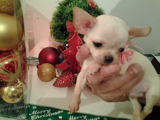Mini čivave "Princess Chihuahua "