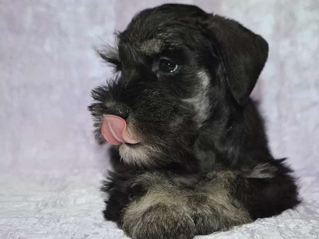 Patuljasti,srednji snaucer i veliki šnaucer stenci