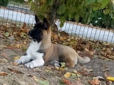 Američka akita štenci