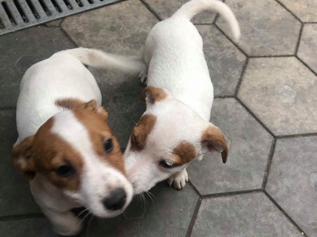 Stenci JACK RUSSEL TERIJERA