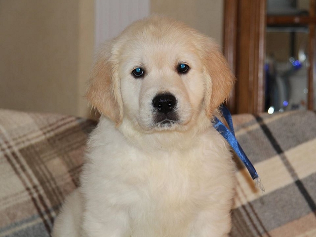 Zlatni retriver i njufaundlender stenci na prodaju