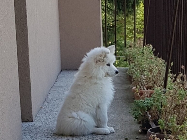 Sibirski samojed štenci