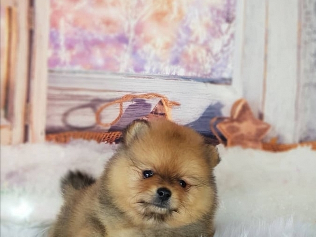 Mini Boo Pomeranac