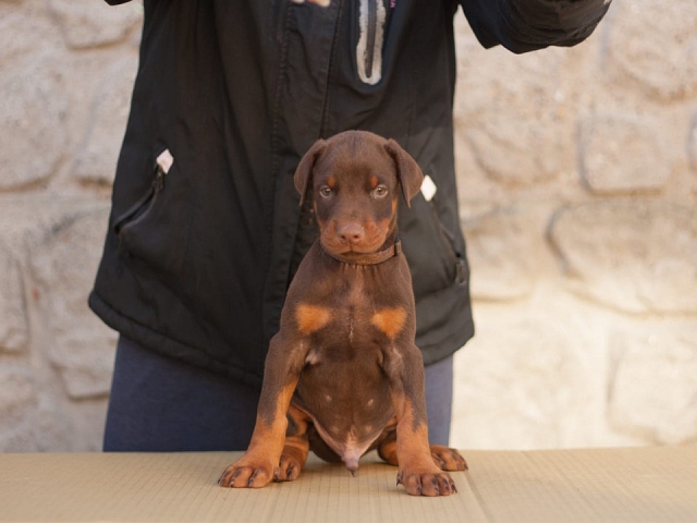 Doberman DI GOBELJA braon stenci