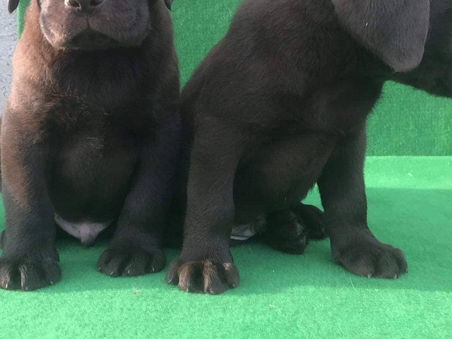 Labrador retriver štenci