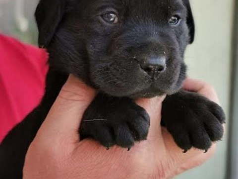 Labrador Retriver štenci