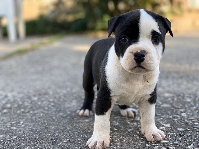 Americki Stafordski Terijer