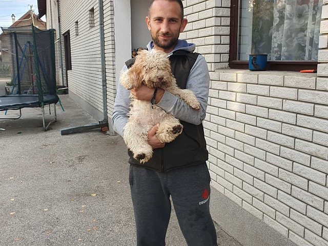 Lagotto Romagnolo štenci