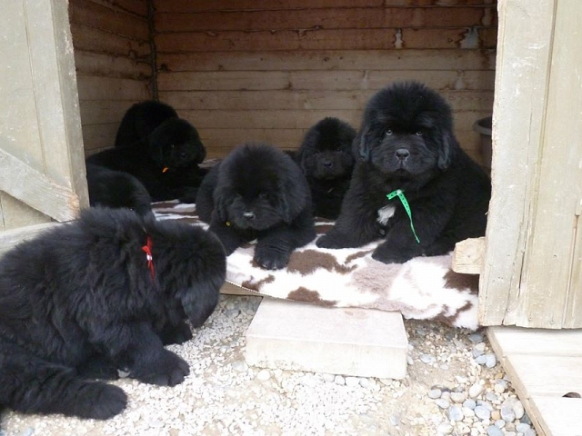 Njufaundlender i zlatni retriver stenci na prodaju