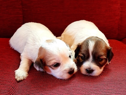 Coton de Tulear -Tulearski pas