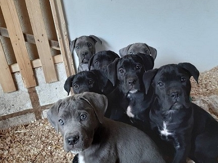 Cane corso štenci