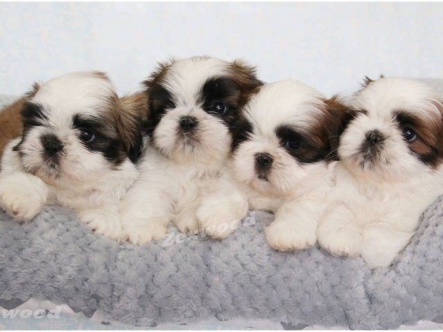 Pravi ši-cu (shih-tzu) štenci izložbenog kvaliteta