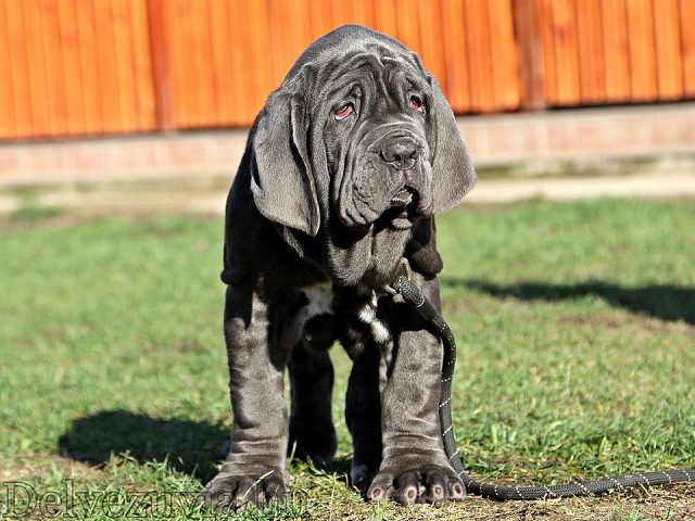 Napuljski mastif i bullmastif stenci na prodaju