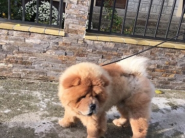 Chow chow(cau cau)