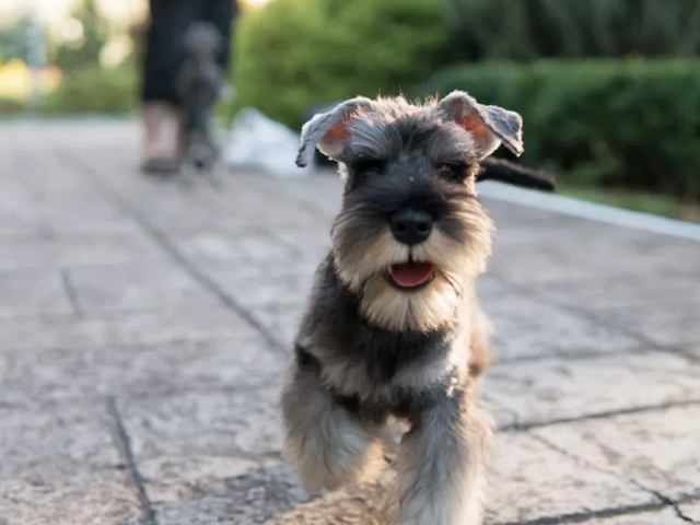 Patuljasti,srednji snaucer i veliki šnaucer stenci