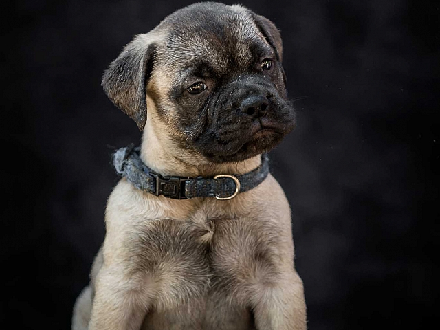 Odgajivačnica bullmastiff-a "Home of Guardians"