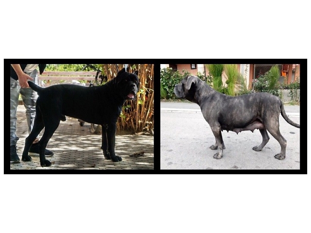 Cane corso štenci