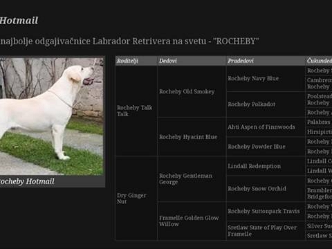 Labrador stenci