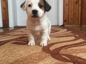 Jack Russell terijer, štenci