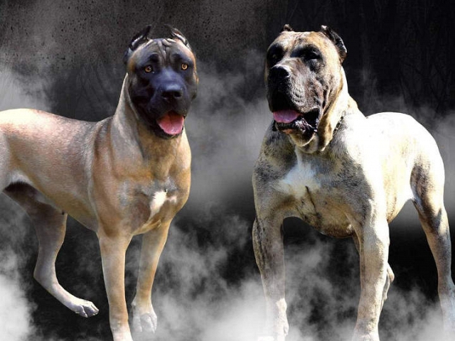 Stenci PRESA CANARIO rezervacija