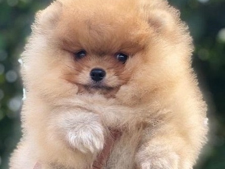 Pomeranski špic,Pomeranac,Pomeranian,Boo štenci