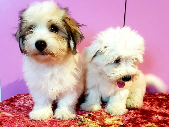 Coton de Tulear - tulearski pas