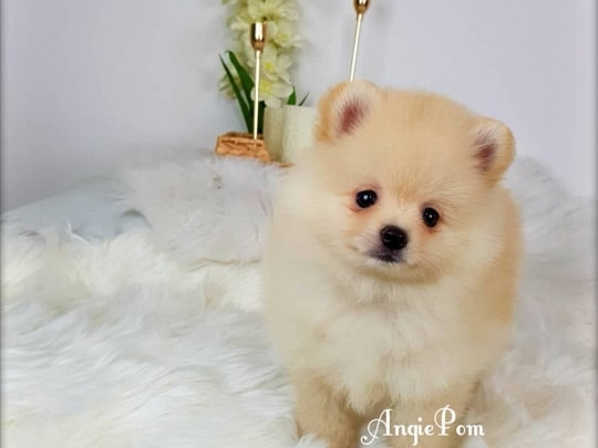 Mini Boo Pom