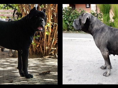 Cane corso štenci