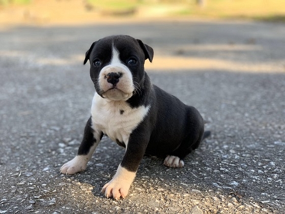 Americki Staford Terijer BlueLine