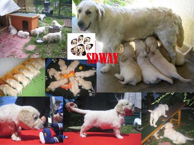 SDWAY Golden Retriver