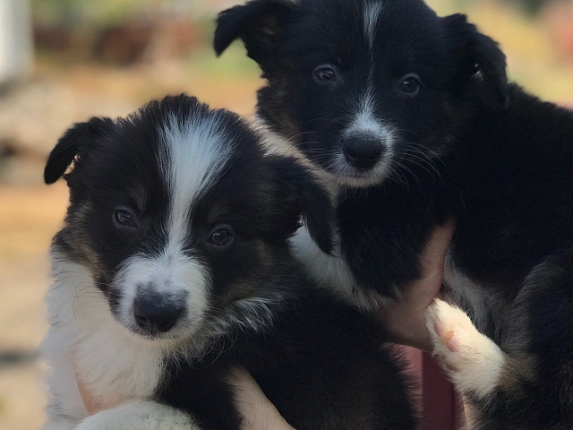 Border koli štenci na prodaju