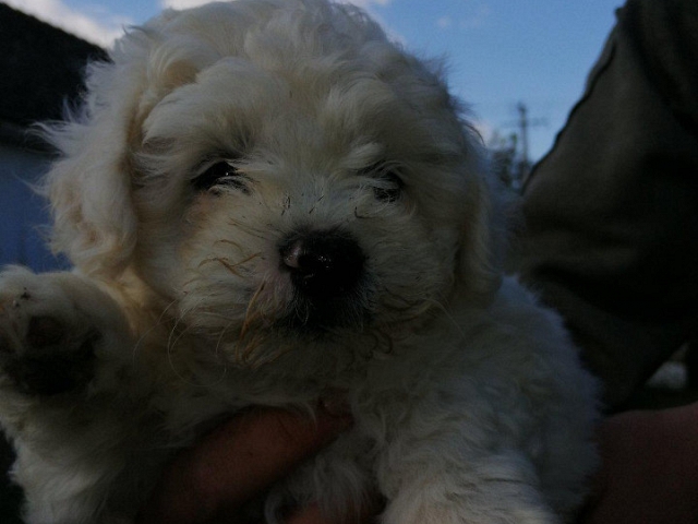 KOVRDZAVI BISON stenci na prodaju