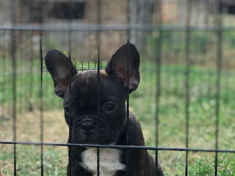 Žensko Stene Francuskog buldoga