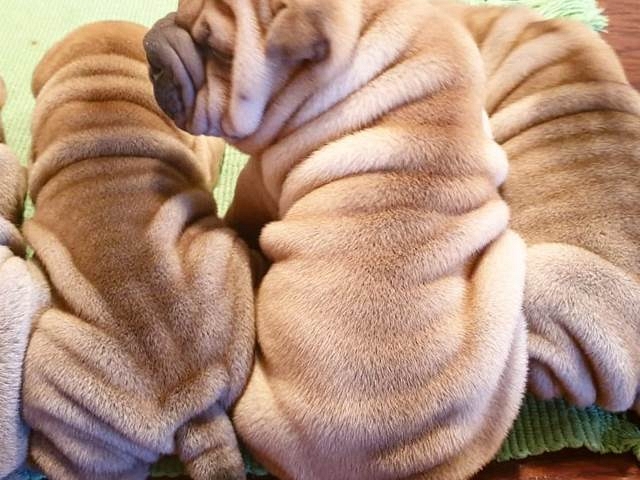 Shar Pei stenci
