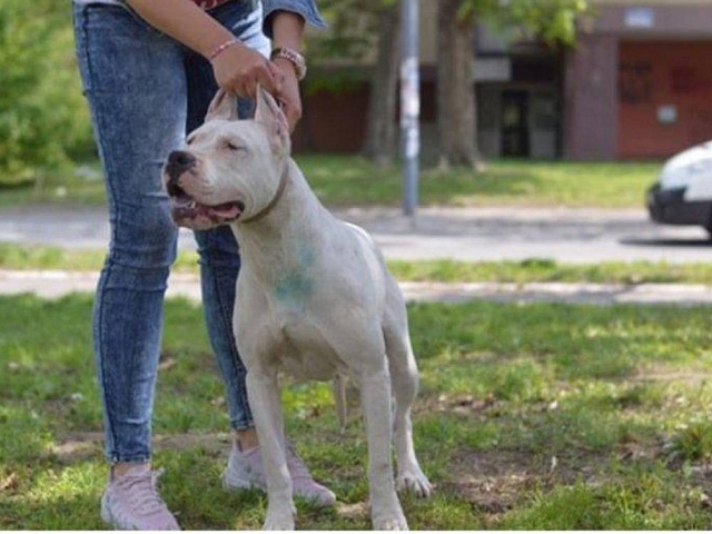Vrhunska zenka DOGO ARGENTINO