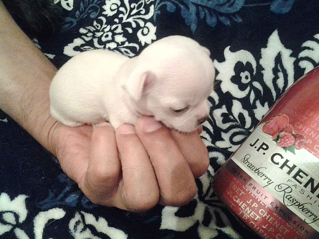 Mini čivave "Princess Chihuahua "
