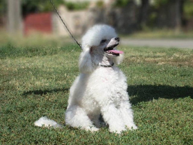 Stene Toy poodle