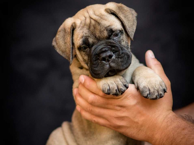 Odgajivačnica bullmastiff-a "Home of Guardians"
