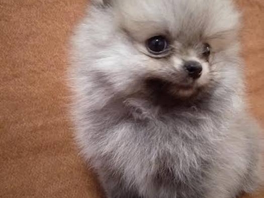 Pomeranac boo