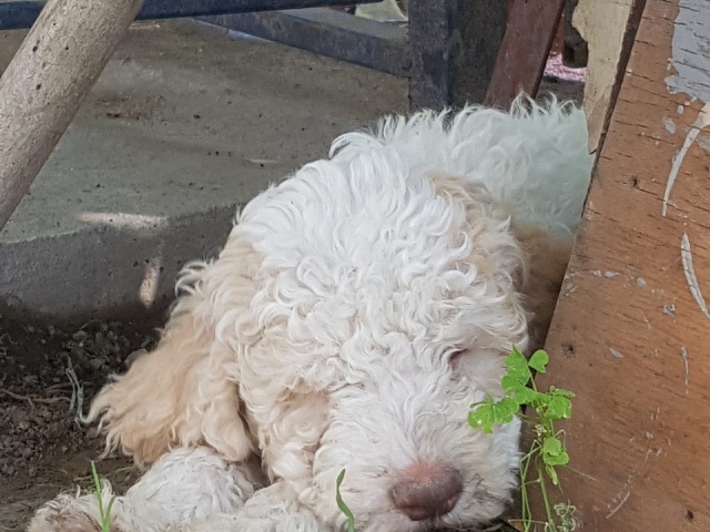 Lagotto romagnolo štenci