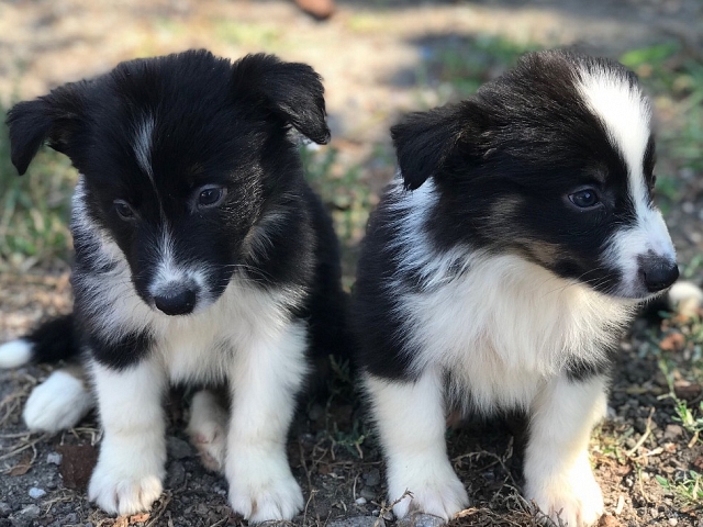 Border koli štenci na prodaju