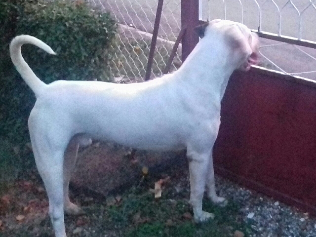 Dogo argentino