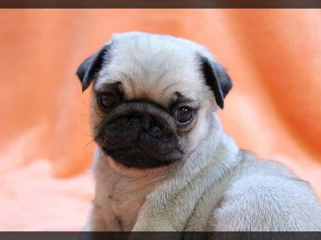 Dve prelepe zenkice MOPSA